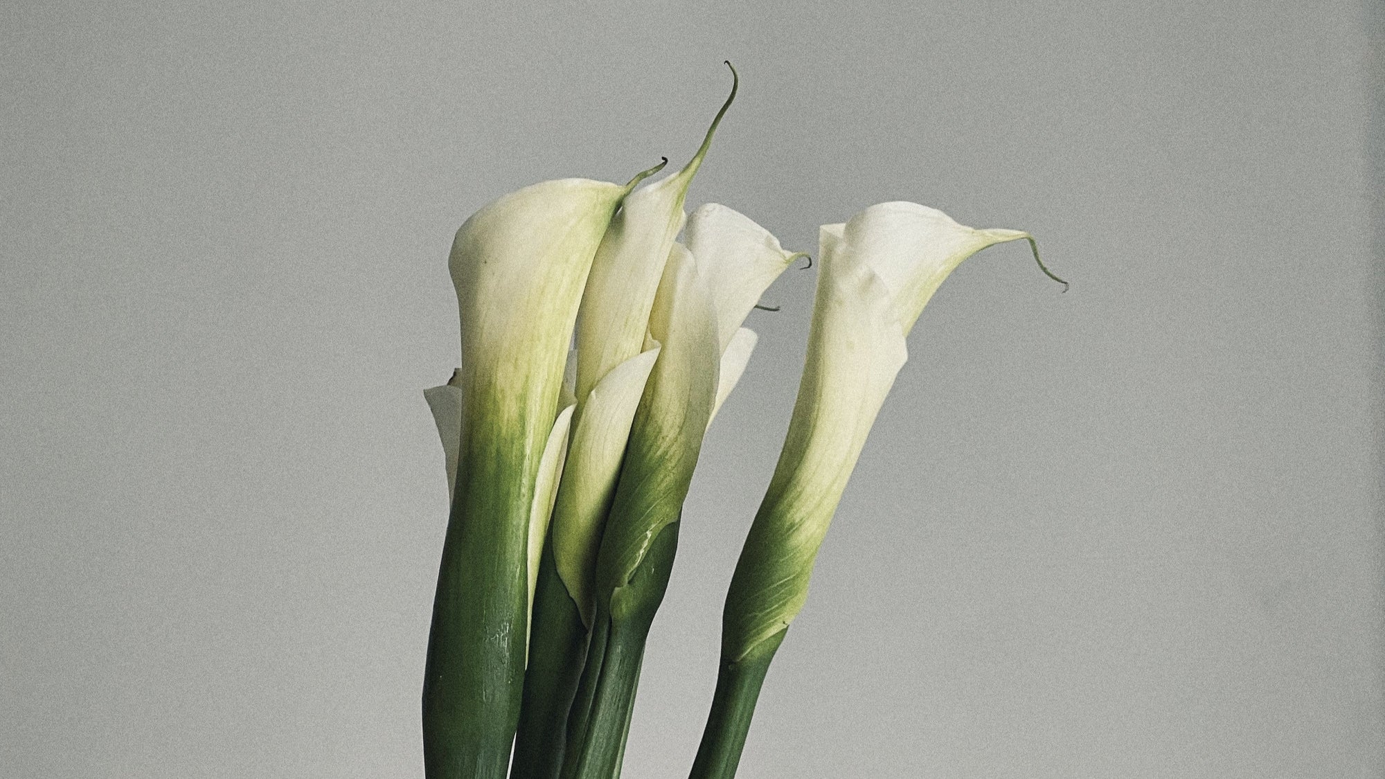 Roza Flowers: Your Destination for Exquisite Floral Creations