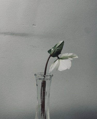 Roza Flowers: Your Destination for Exquisite Floral Creations